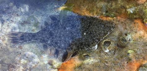Starry Flounder