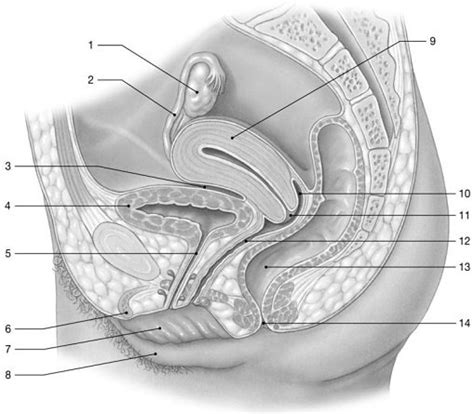 Unit 12 Female Labelling Diagram Quizlet