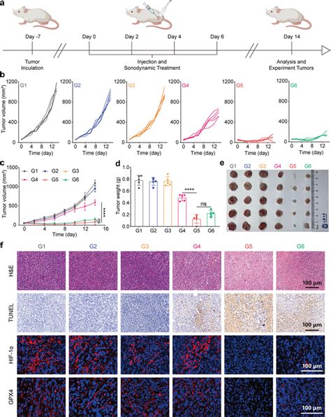 Sonosynthetic Cyanobacteria Oxygenation For Self‐enhanced Tumor‐specific Treatment Pmc