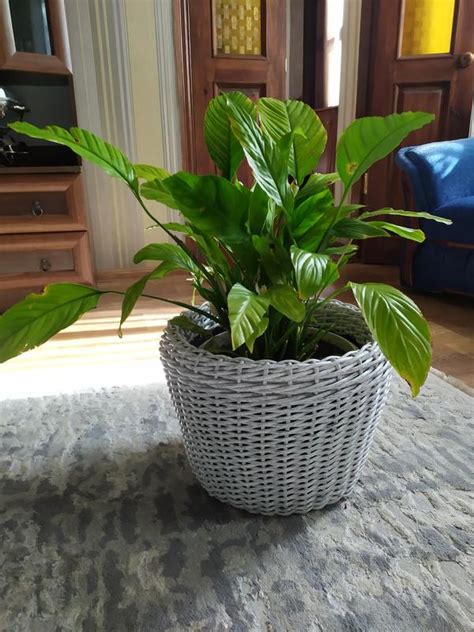 Кашпо з ротангу — ціна 400 грн у каталозі Кашпо Купити товари для дому та побуту за доступною