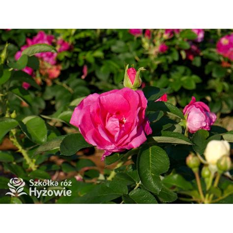 Lydia Freimane Główna Szkółka Róż Hyżowie