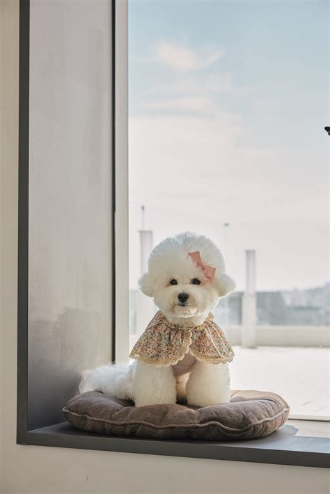 리틀 프린세스 탑 3color 디자인포도그