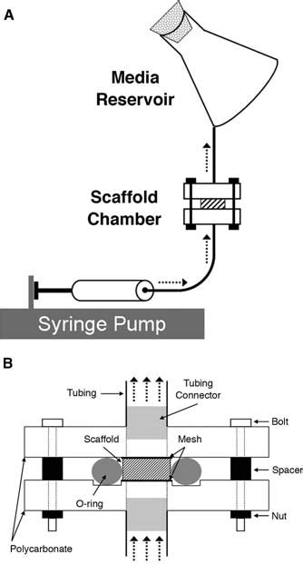Flow Perfusion Bioreactor A Bioreactor System The Entire Bioreactor