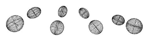 The Time Evolution Of Two Like Signed Vortices Solved Using Contour