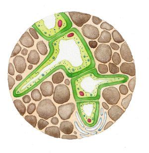 Root Tip Diagram Lizzie Harper