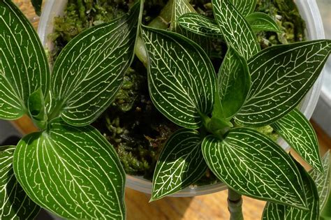 Jewel Orchid Ludisia Discolor How To Grow And Care For Jewel Orchids