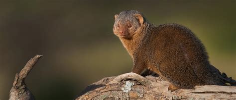 Mongoose African Wildlife Foundation