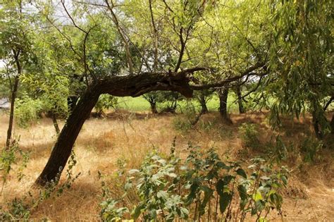 Premium Photo A Tree With A Broken Branch