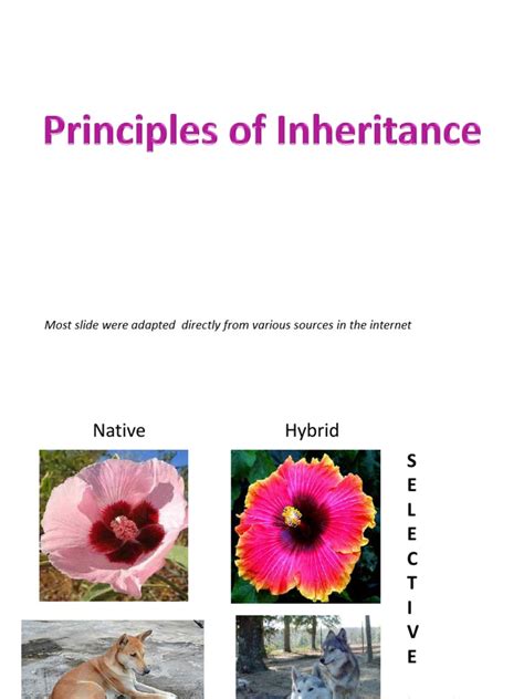 PDF 2 Principles Of Inheritance DOKUMEN TIPS