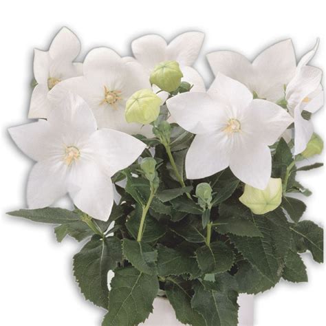 Platycodon Grandiflorus White J Parker Dutch Bulbs