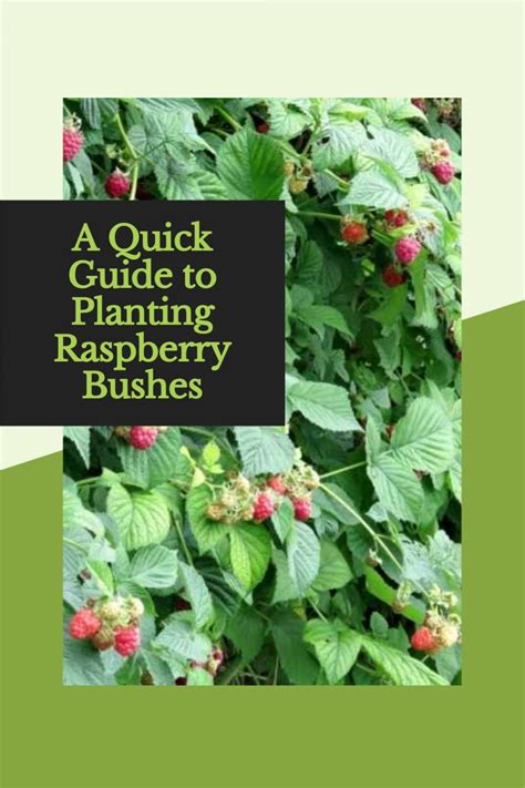 How To Trim Raspberry Bushes In Spring At Maddison Joyce Blog