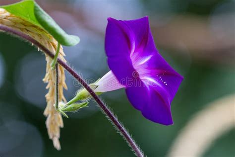 Ipomoea Flowers On A Trellis Net In The Morning Hours Illuminated By