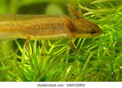 Newt Larvae Over 208 Royalty Free Licensable Stock Photos Shutterstock