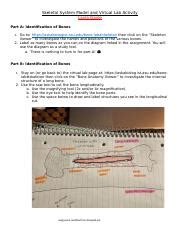 CC Skeletal System Model And Virtual Lab Docx Skeletal System Model And Virtual