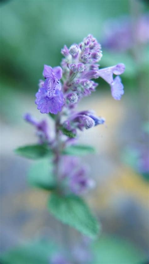 Catnip Plant A Perennial Herbaceous Plant A Species Of The Catnip Genus Of The Lamiaceae Family