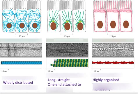 Cytoskeleton Actin Intermediate Filaments And Microtubules Diagram