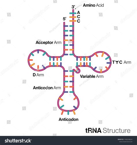 Simple Trna Anticodon