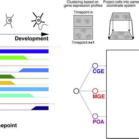 The Use Of Single Cell RNA Sequencing Technique To Identify The Download Scientific Diagram