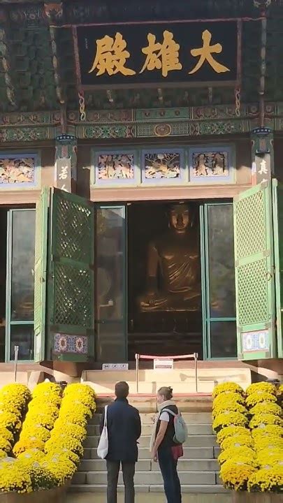 2023년 조계사 엿보기 국화꽃 백송 느티나무 색채 분위기 색채가 넘치는 유튜브 해외여행브이로그 방문을 환영합니다 해외여행브이로그 해외여행 경비행기투어