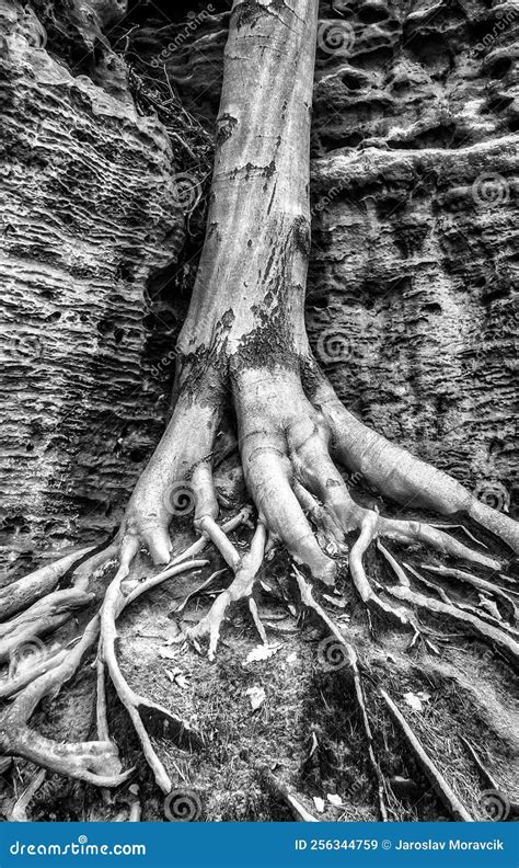 Trunk Of A Deciduous Tree With Massive Roots Royalty Free Stock Photo CartoonDealer Com 256344759