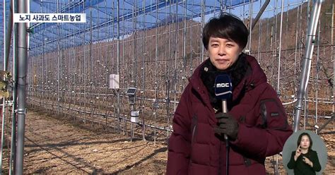 안동 노지 사과도 인공지능 스마트농업으로