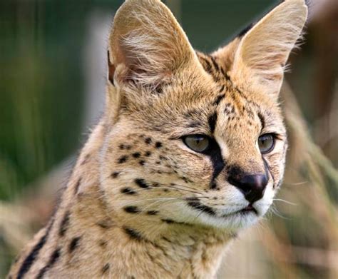 Serval Full Grown