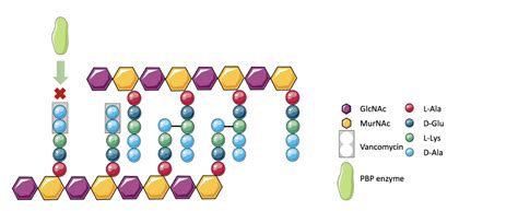 Pdb 101 Global Health Antimicrobial Resistance Undefined Vancomycin