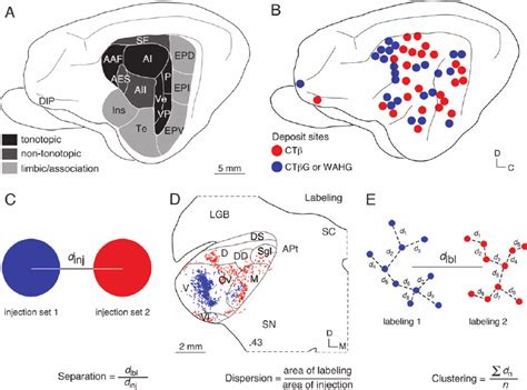 Cat Auditory Cortical Areas And Experimental Design A The Cat