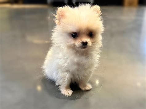 포메라니안한이 강아지책임분양 강아지분양 고양이분양 컴투펫 시츄 셔틀랜드쉽독 말티푸 미니핀 치와와 요크셔테리어 포메라니안 말티즈 분양