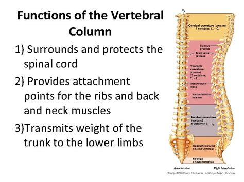 Axial Skeleton Vertebral Column Composed Of 26 Bones