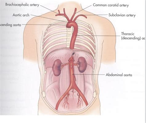Cross Sectional Diagram Quizlet