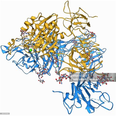 Integrin Molecular Model High Res Vector Graphic Getty Images