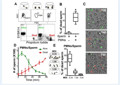 Human Pmns Kill Sperm In Time And Dose Dependent Manner A Download Scientific Diagram