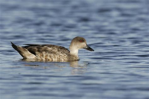Patagonian Kuifeend Of Grijze Eend Lophonatta Speculariodes Stock Afbeelding Image Of