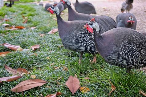 Guinea Fowl Everything You Need To Know About These Unique Birds