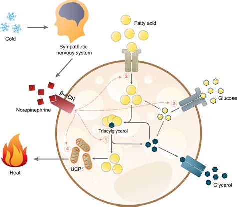 Frontiers Sex Differences In Brown Adipose Tissue Function Sex Hormones Glucocorticoids And