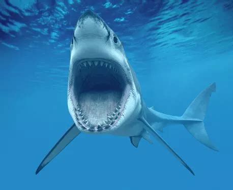 Monster Great White Shark Feared To Be Prowling Brit Waters After