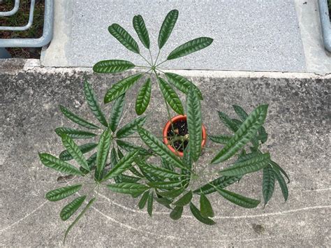 Schefflera Albido Bracteata Furniture And Home Living Gardening Plants