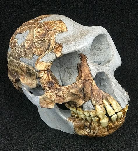 Ardipithecus Fossils