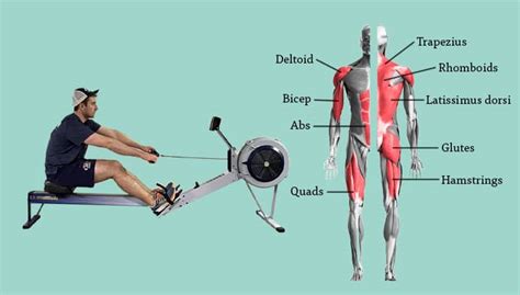 Rowing Machine Muscles What Muscles Do Rowers Work Atelier Yuwa Ciao Jp
