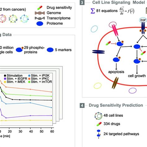 experimental and computational approach to decipher the signaling download scientific diagram