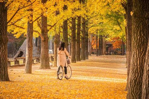 Kapan Musim Gugur Di Korea 2026 Jadwal And Rekomendasi Wisata Seru
