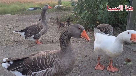 أجمل طيور البط و البجع و الاوز في بحيرات النمسا الجميلة Youtube