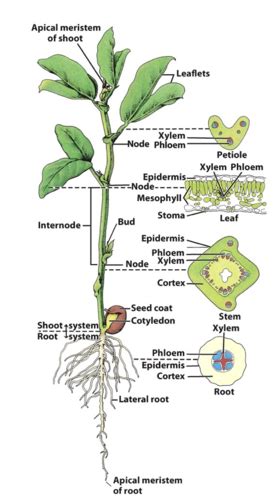 Plant Morphology Chapter 1 Flashcards Quizlet
