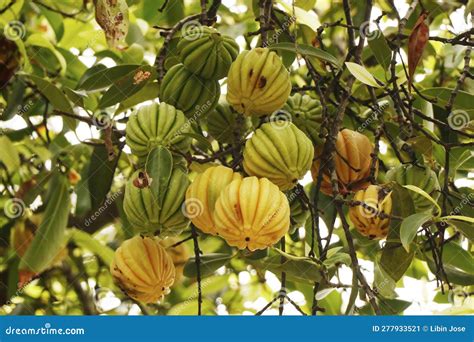 Garcinia Gummi Gutta Is A Tropical Species Of Garcinia Native To