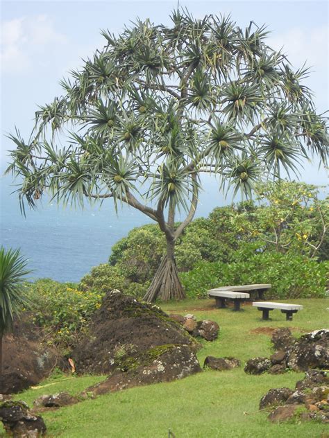 Collective Self Self Organizing Trees People And Chickens On Vacation