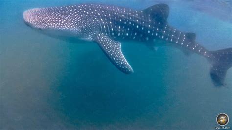 고래상어와 함께 수영하기 • 세계에서 가장 큰 물고기