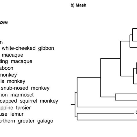 Primate Trees From The Ucsc Genome Browser And Mash A A Primate Download Scientific Diagram