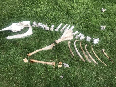 Moose Skeleton