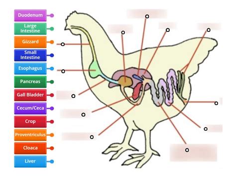 Digestive System Of A Chicken Labelled Diagram
